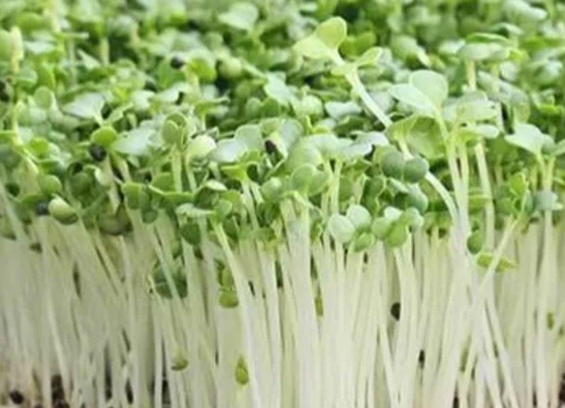Pak Choi Cabbage Microgreens | Petite Produce